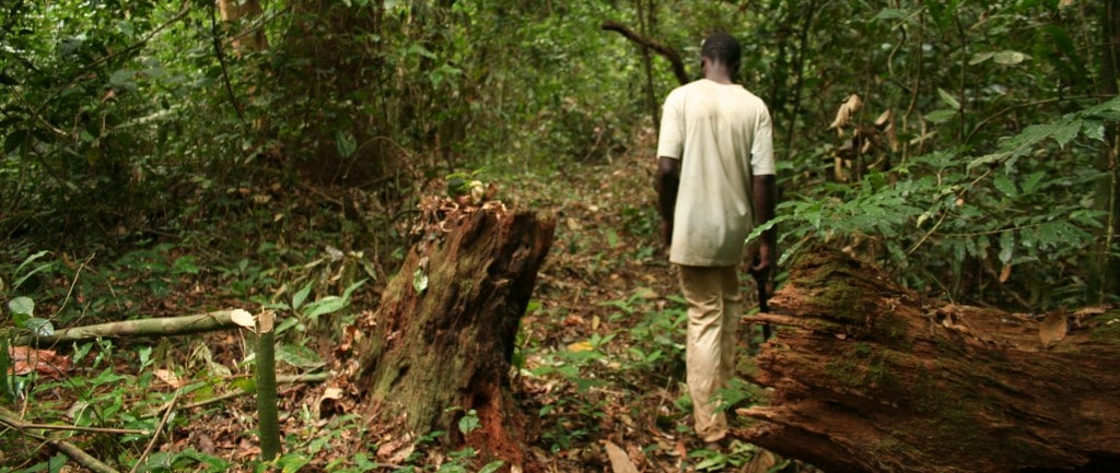 Dancing With the Ancestors: Traditional Iboga Use in Bwiti Culture ...