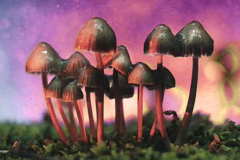 Psilocybin Emerges From the Underground Into the Light: How Will ...