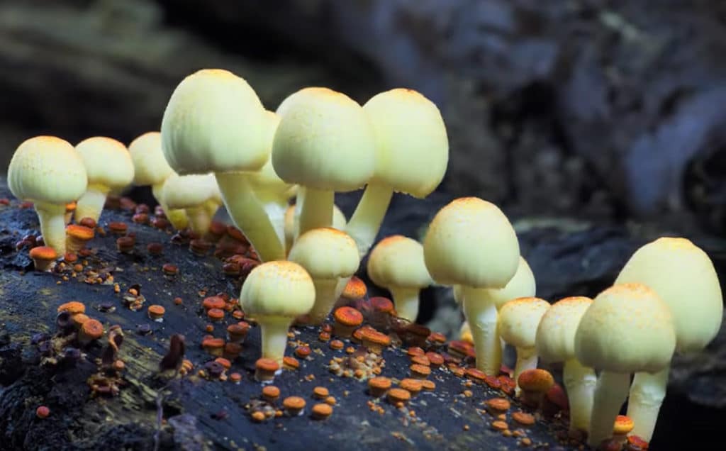 Fantastic Fungi - The Magic Beneath Us: Interview with Filmmaker Louie ...